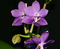 Phalaenopsis SDO Burnt Umber | Sapphire Dragon Orchids